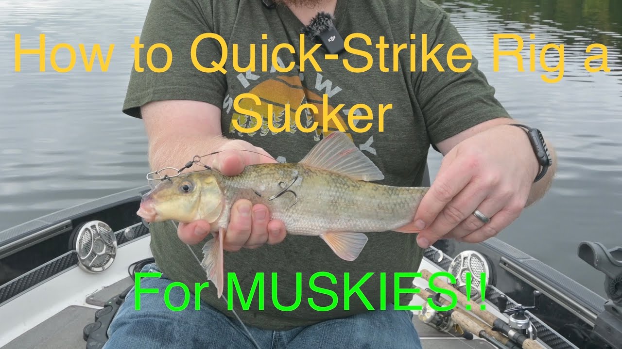 How to Rig a Sucker for Musky Fishing - YouTube