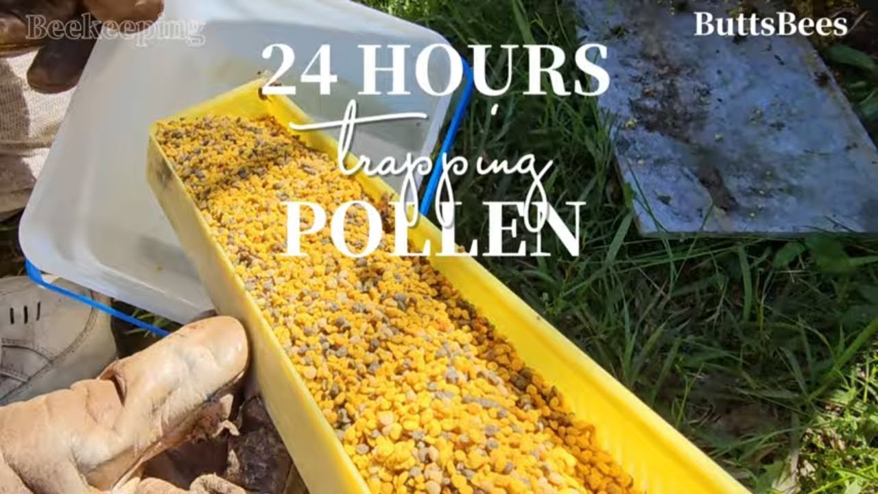 ☯️ AMAZING 24 HOUR HAUL OF POLLEN! How and Why We Trap Pollen # ...