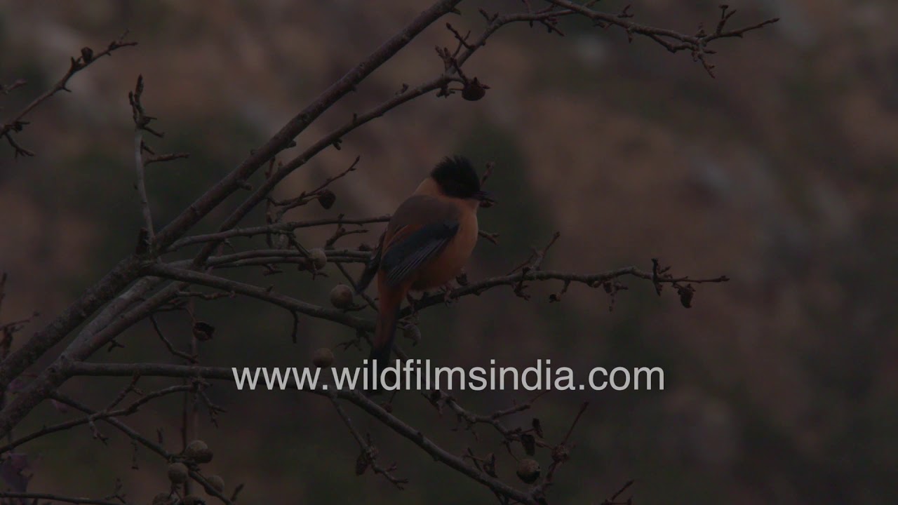 Rufous Sibia, at sunset in the Himalaya - YouTube