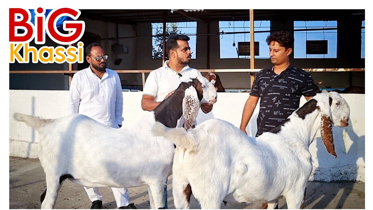 Big SOJAT khassi at legend Goat farm Padga by Asif STD STAR GOATS FARM ...