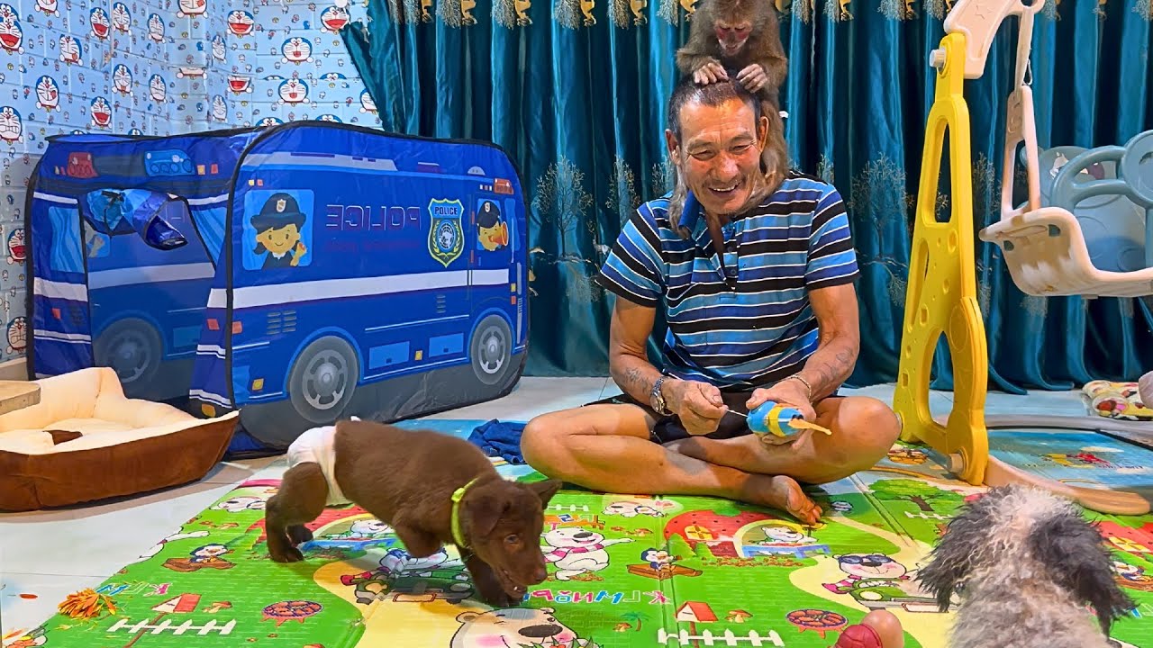 adorable Cola dog with grandpa and monkeys - YouTube