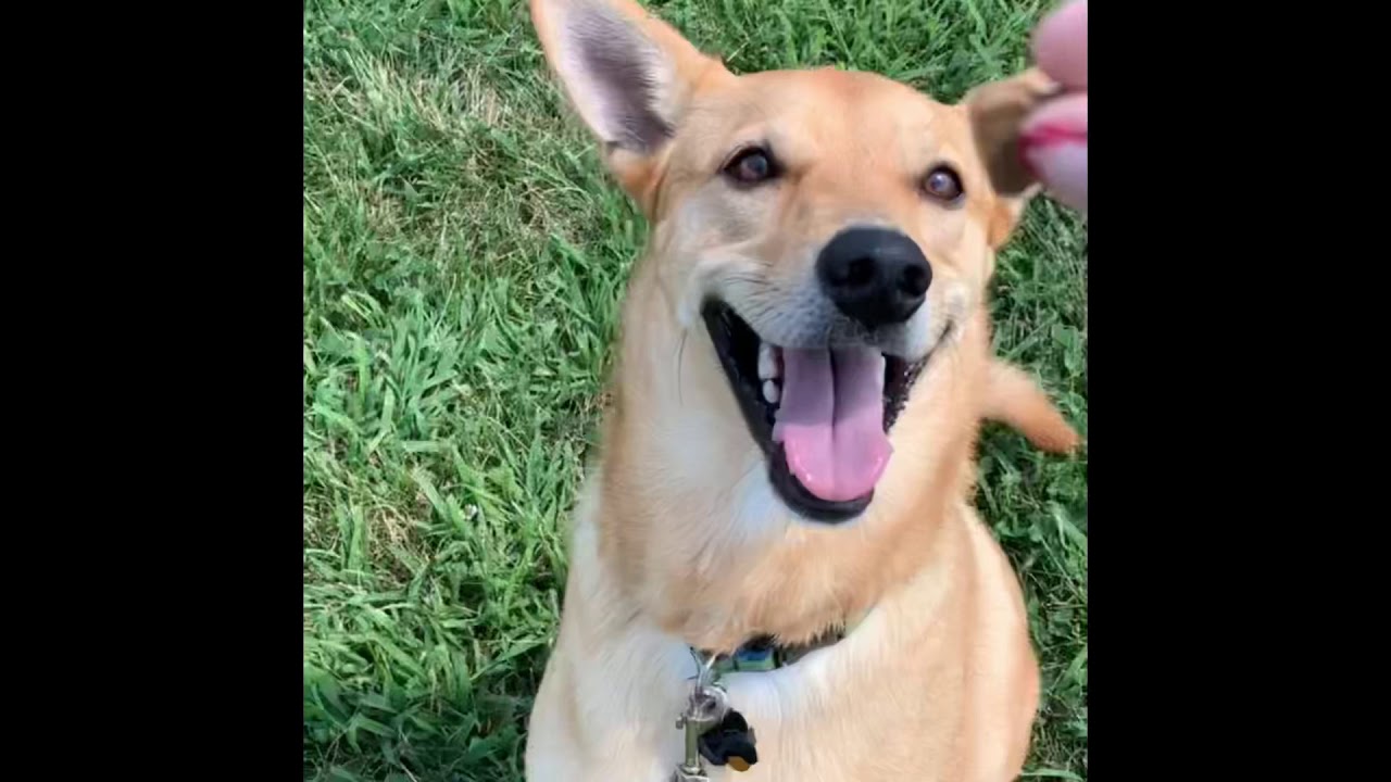 American Dingo Lab Mix