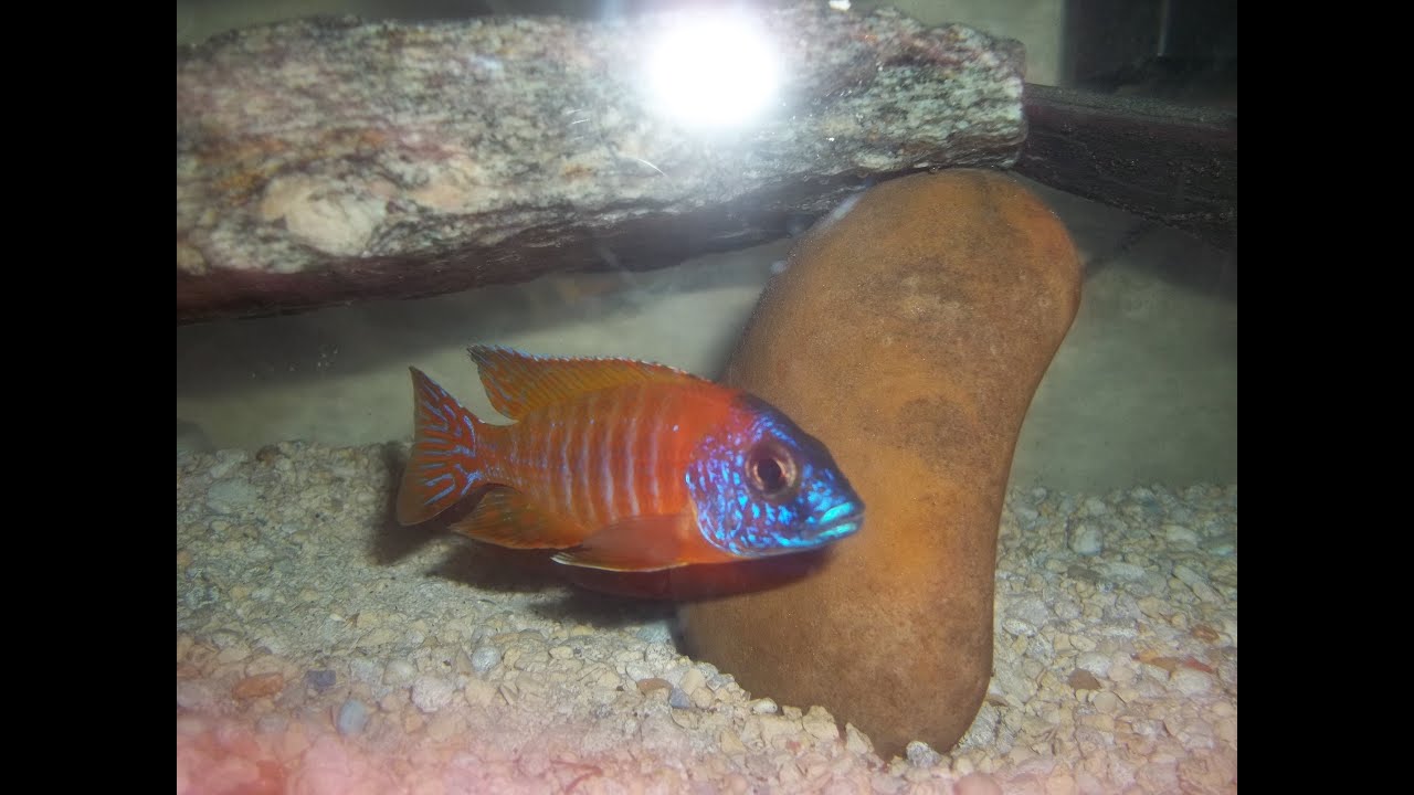 Aulonocara sp Rubescens "Ruby Red Peacock" Group 3 - YouTube