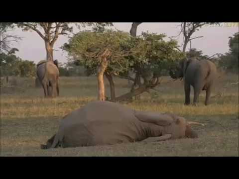Safari Live : Fang one of our favorite Elephant Matriarch's not feeling ...