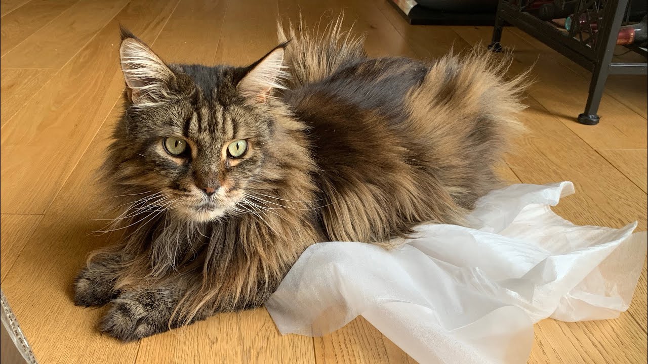 Ouch! Cat Licks Owner With World’s Roughest Tongue! - YouTube