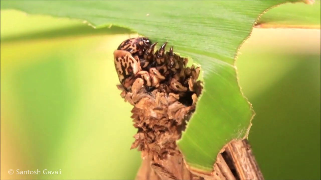 Bagworm Moth Caterpillar peeping outside log house for eating leaf ...