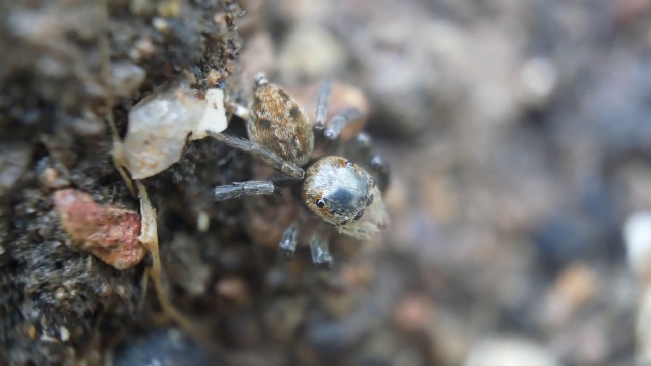 Spider poo time - YouTube