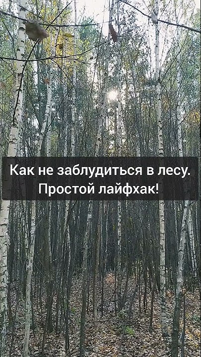 Как не заблудиться в лесу? - YouTube
