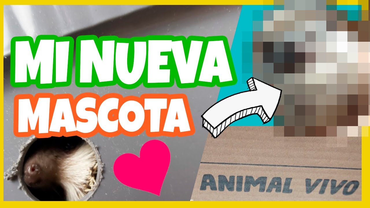 MI NUEVA MASCOTA😍💕 ¿Quién Será? | La llegada de la nueva mascota - YouTube