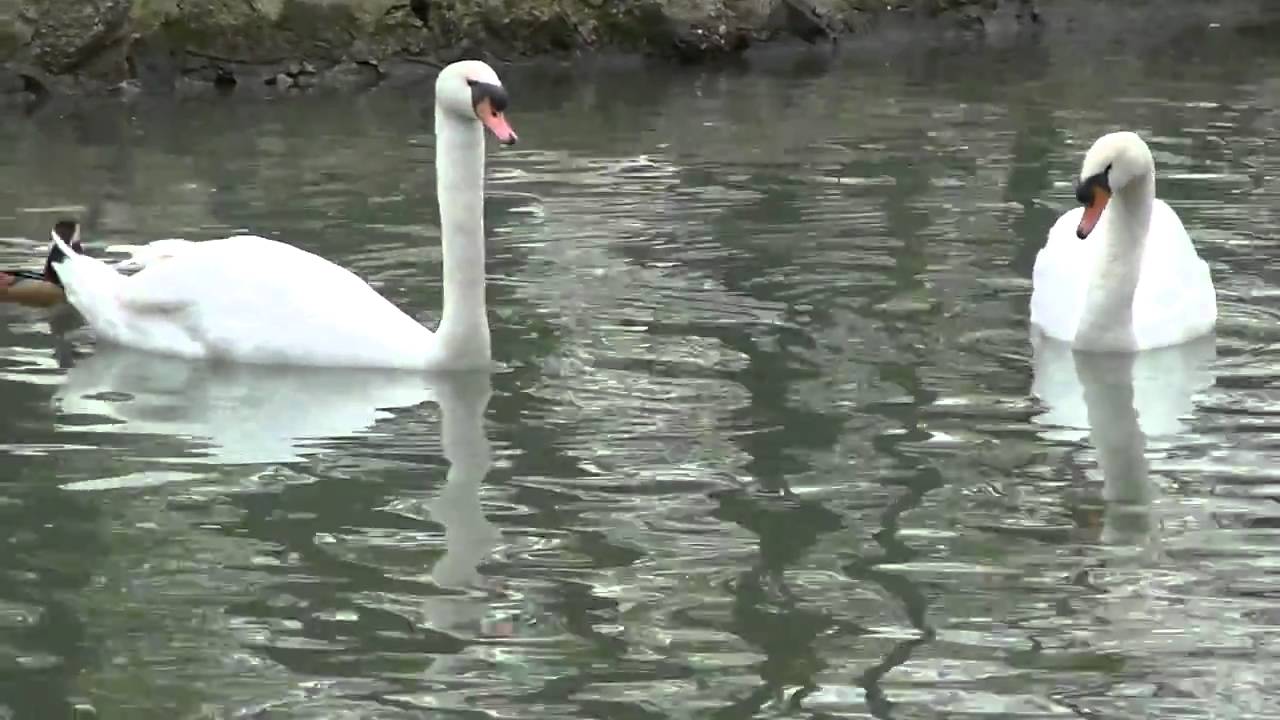 Parcul Cismigiu - Lebede albe in primavara 2011 - YouTube