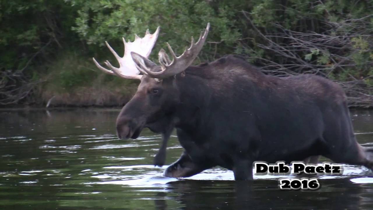 Huge Bull Moose at Very Close Range - Rutting Bull Moose Eating Seaweed ...