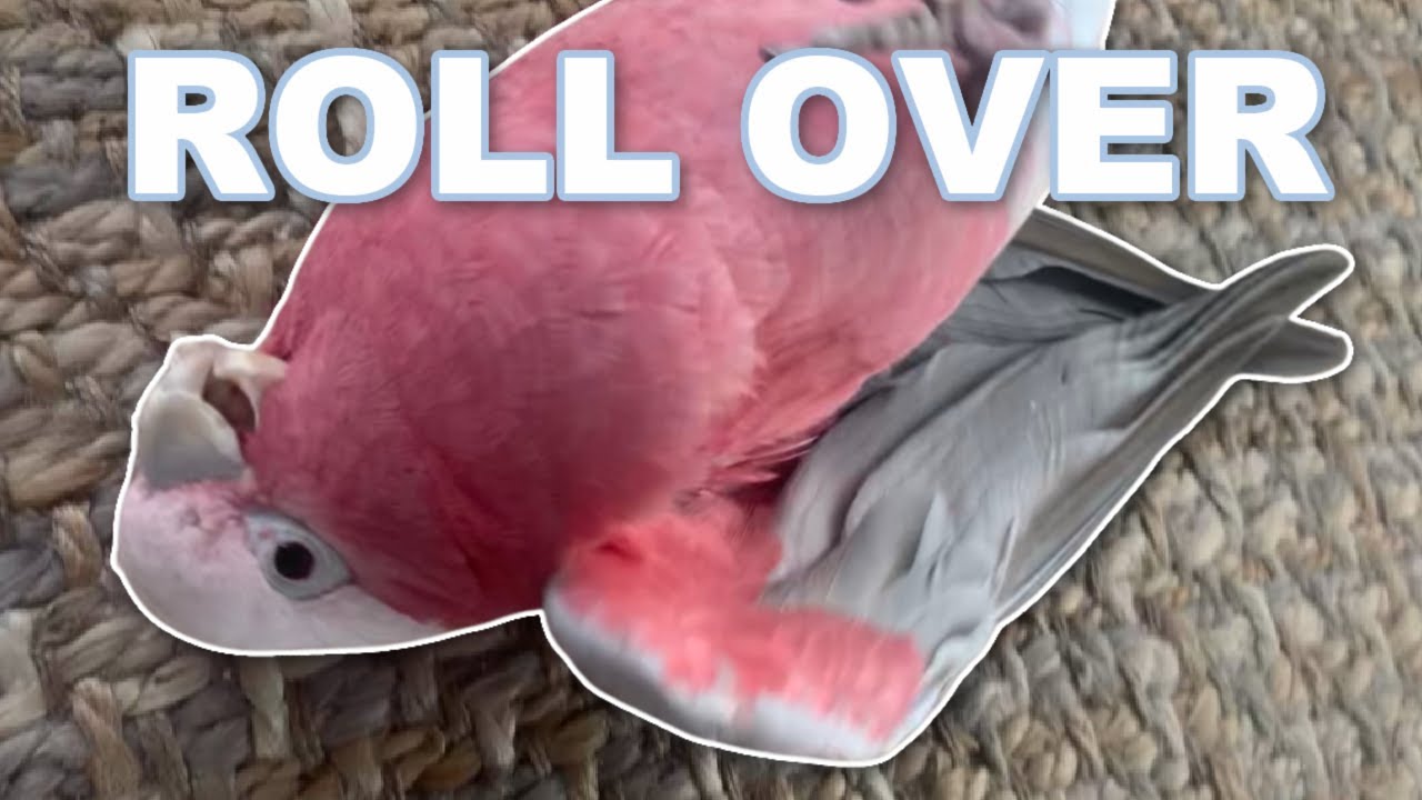 Training Tutorial | How to Roll Over! - YouTube