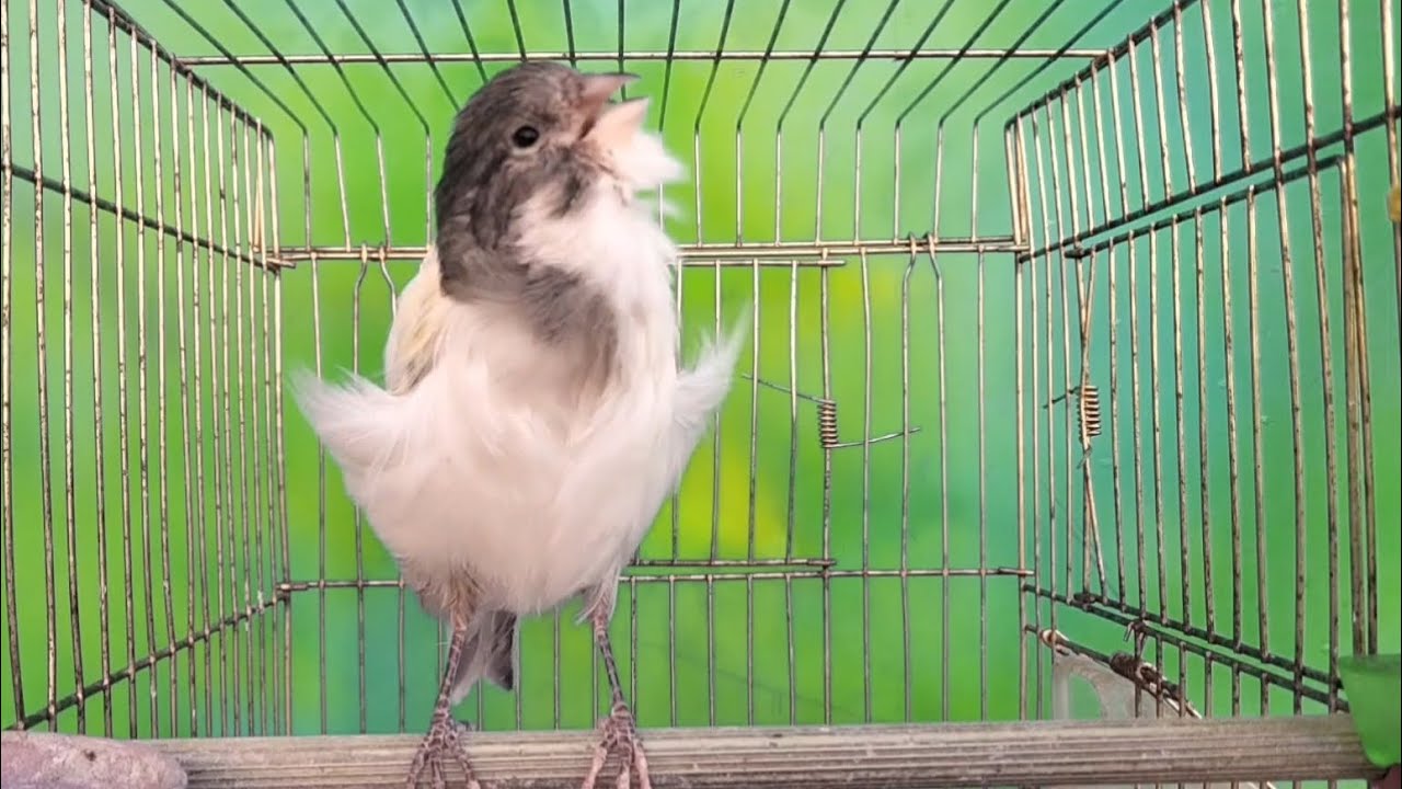 Canary singing || The best canary singing for training || Canary most ...