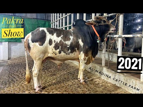 Beautiful Pakra Deshal Bull | Pure Pakra Beauty Of Al Madina Cattle ...