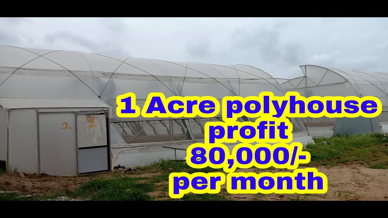 poly house farming and profit - YouTube
