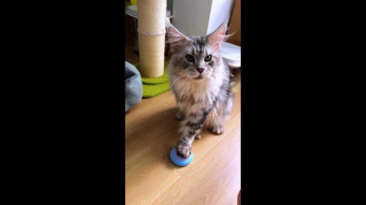 Talking Cat Buttons?! You Won't Believe This! - YouTube