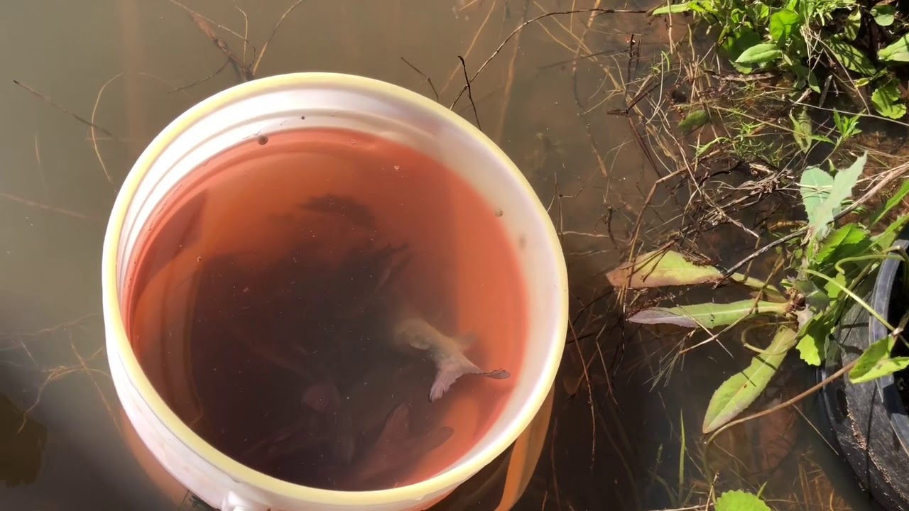Stinging nettle compost tea and Catfish pond release - YouTube