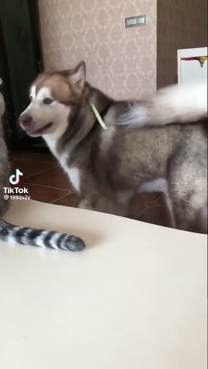 husky learns a lesson from a golden retriever and a grey cat - YouTube