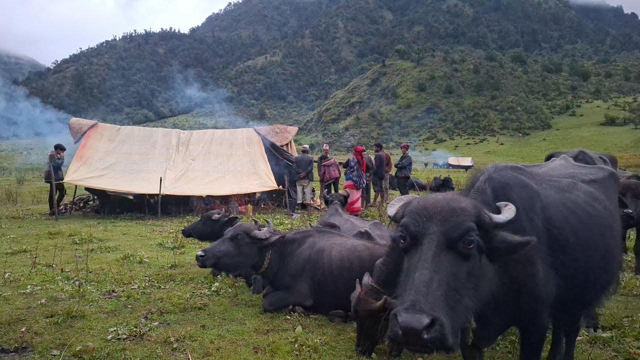 This Is Best Life In A Himalayan Shepherds Transferred Life || Buffalo ...