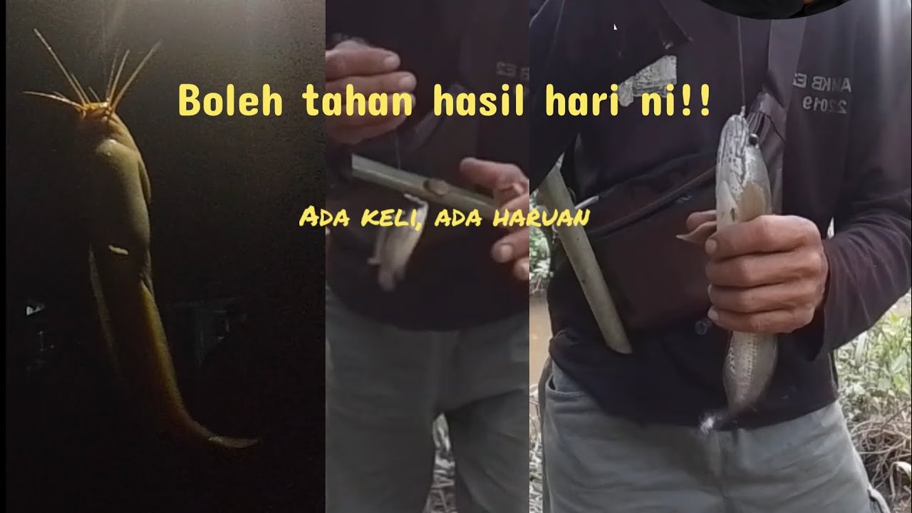 Memancing ikan di sungai berdekatan kebun - YouTube