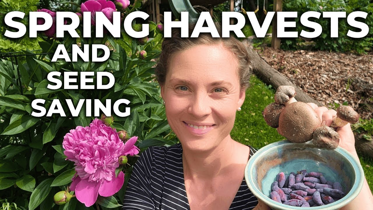 Common Carrot Seed Fails, Haskap Harvest & Seed Saving Tips - YouTube
