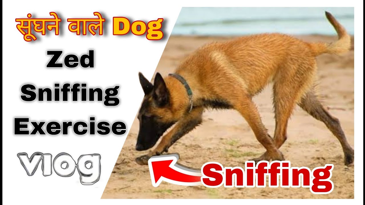 सूंघने वाले Dog || Zed Sniffing Exercise || Vlogs - YouTube