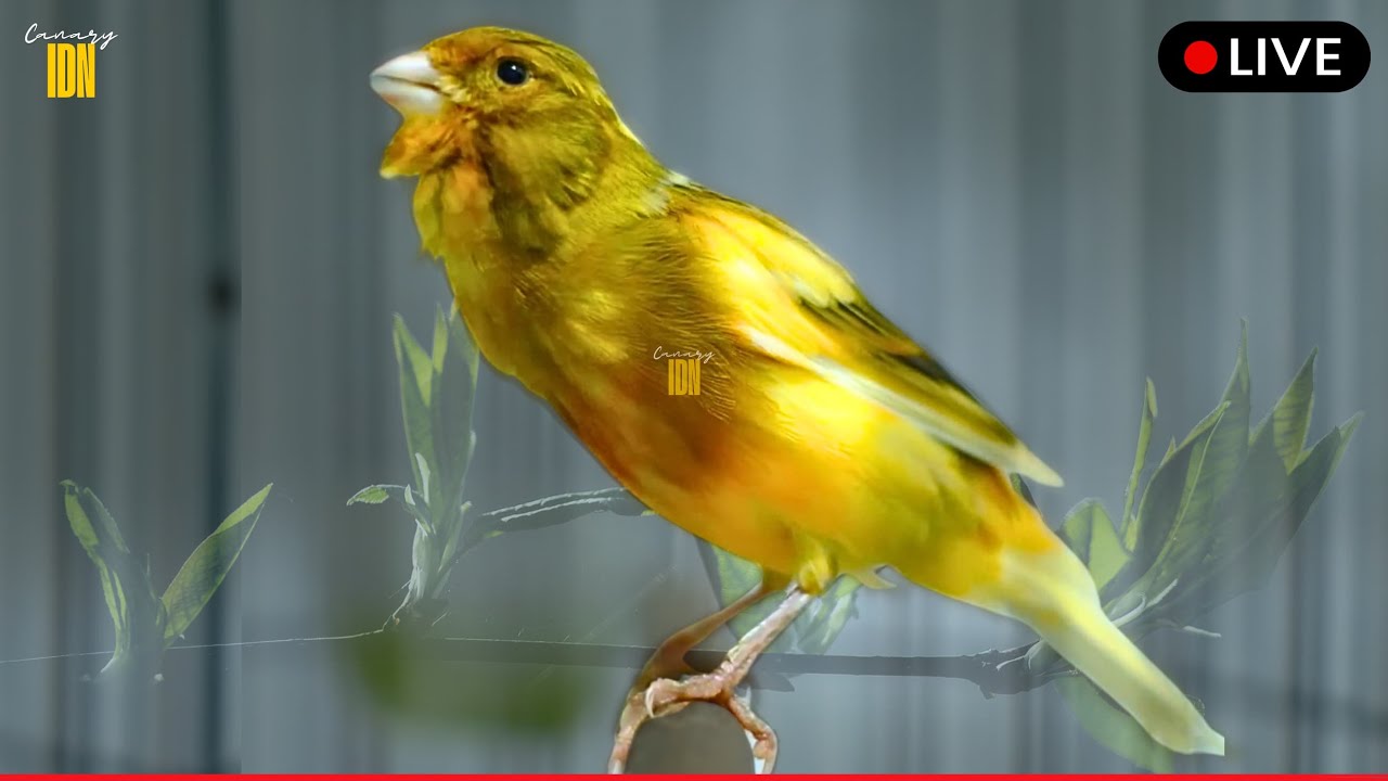 Mastering Belgian Canary Songs – The Ultimate Training Guide for High ...