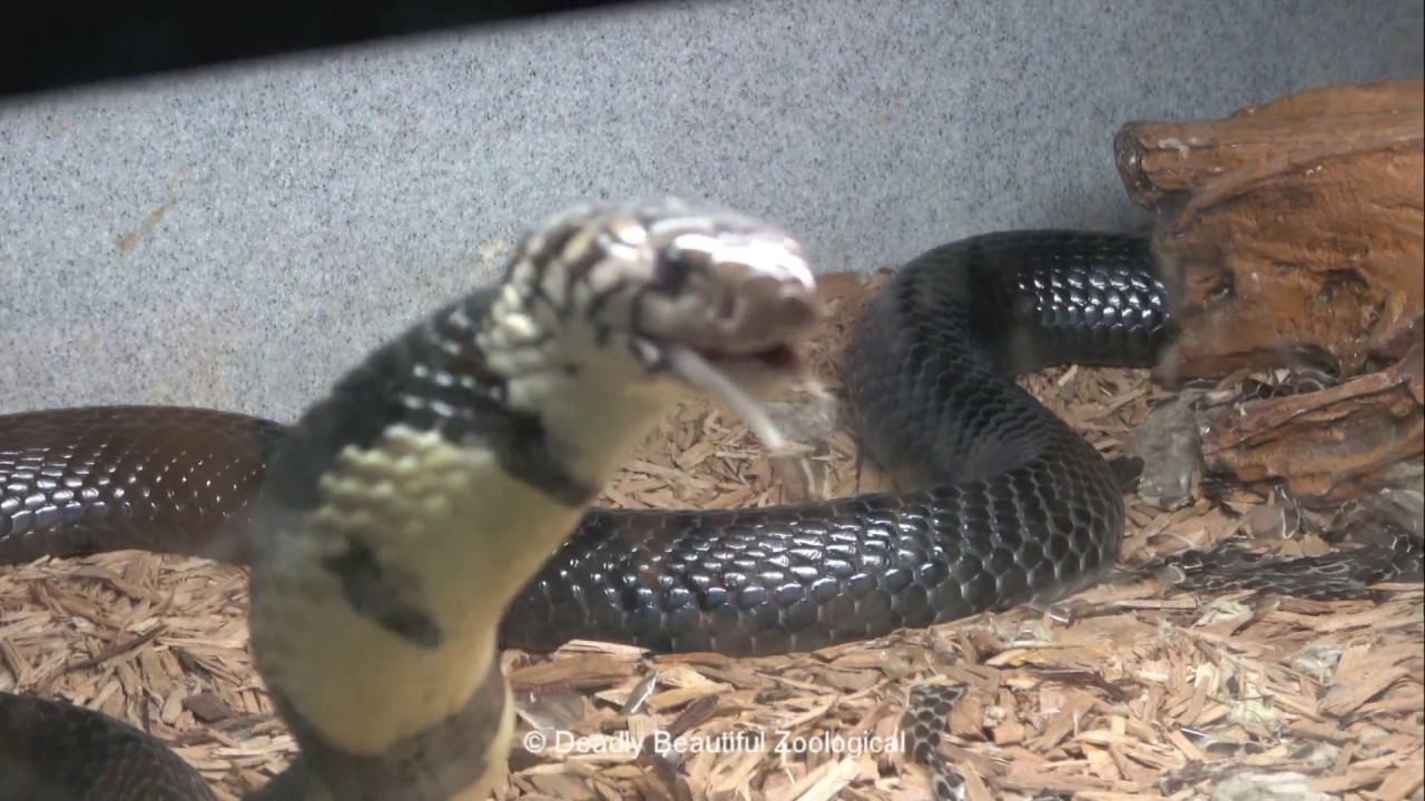 Mr Forest Cobra, Feeding Taipans, and Echis Away - YouTube
