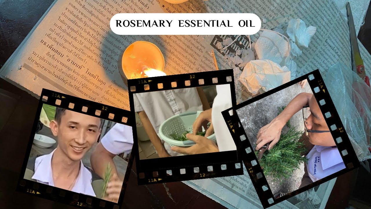 How to make Rosemary Essential Oil - YouTube