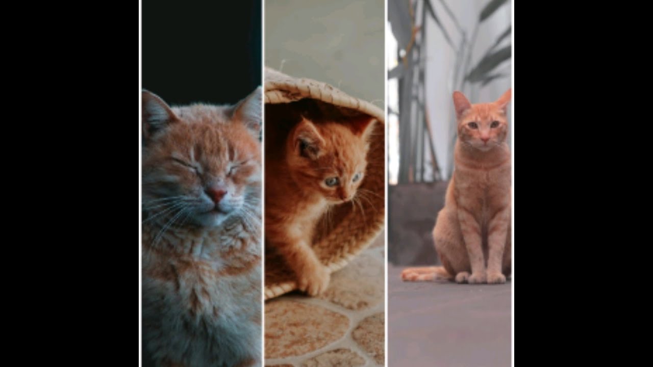 प्यारी बिल्ली मस्ती करते हुए //funny cat great masti // kids love ...