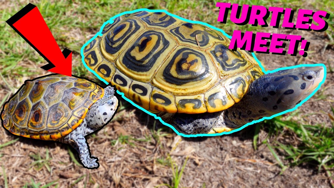 BABY TURTLE MEETS ITS MOTHER! - YouTube