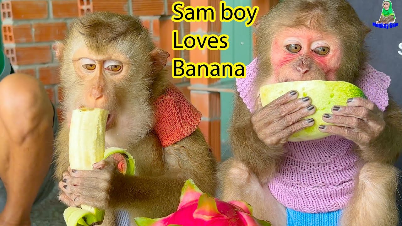Monkey Sam loves bananas more than all fruits! - YouTube