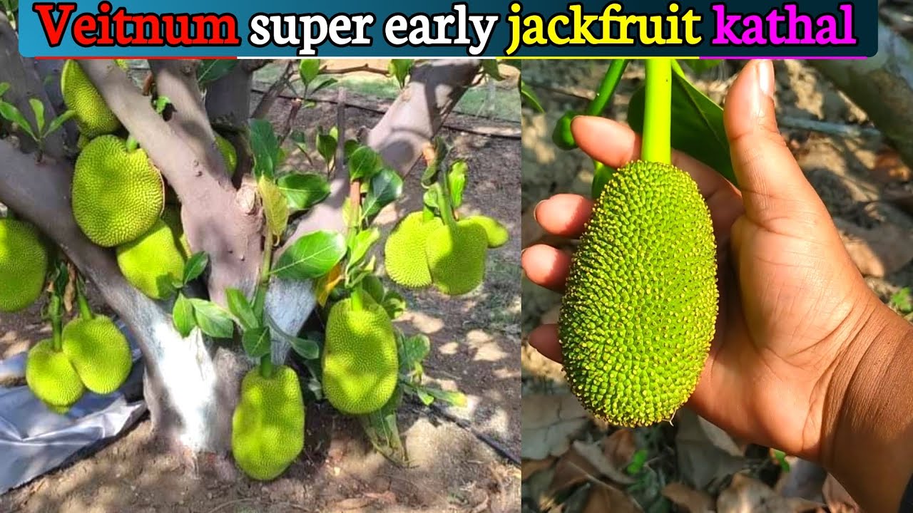 Veitnum super early jackfruit kathal ki farming √ कटहल की खेती सलवार ...