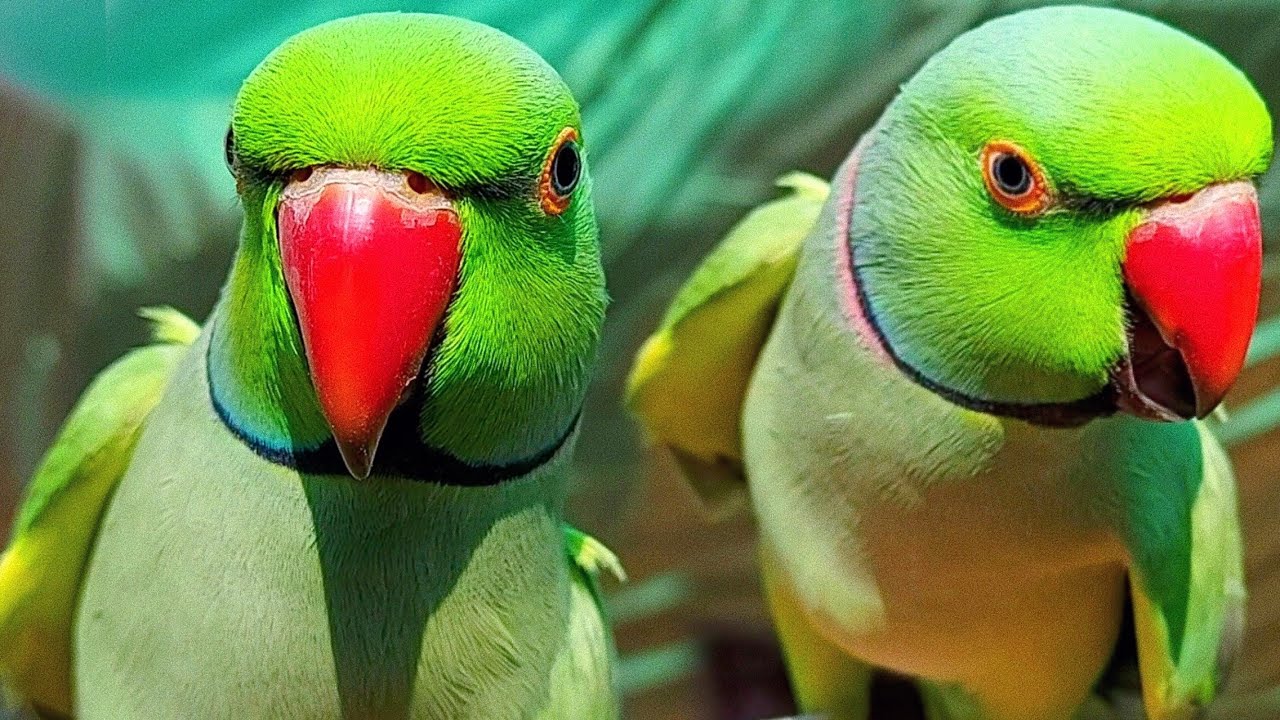 Natural Voice🥀 Of Green Indian Parrot Kaku ️‍🔥 - YouTube
