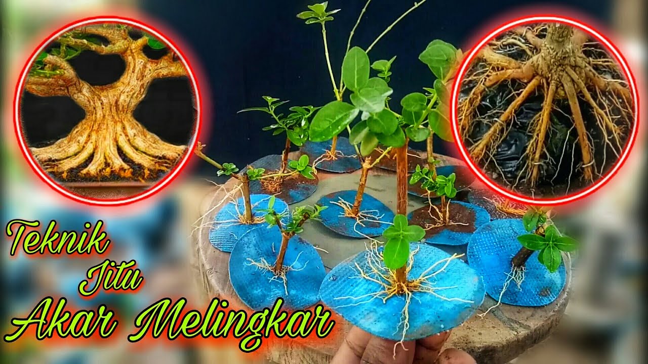 Akar Melingkar Dan Mencengkram Sejak Dini - YouTube