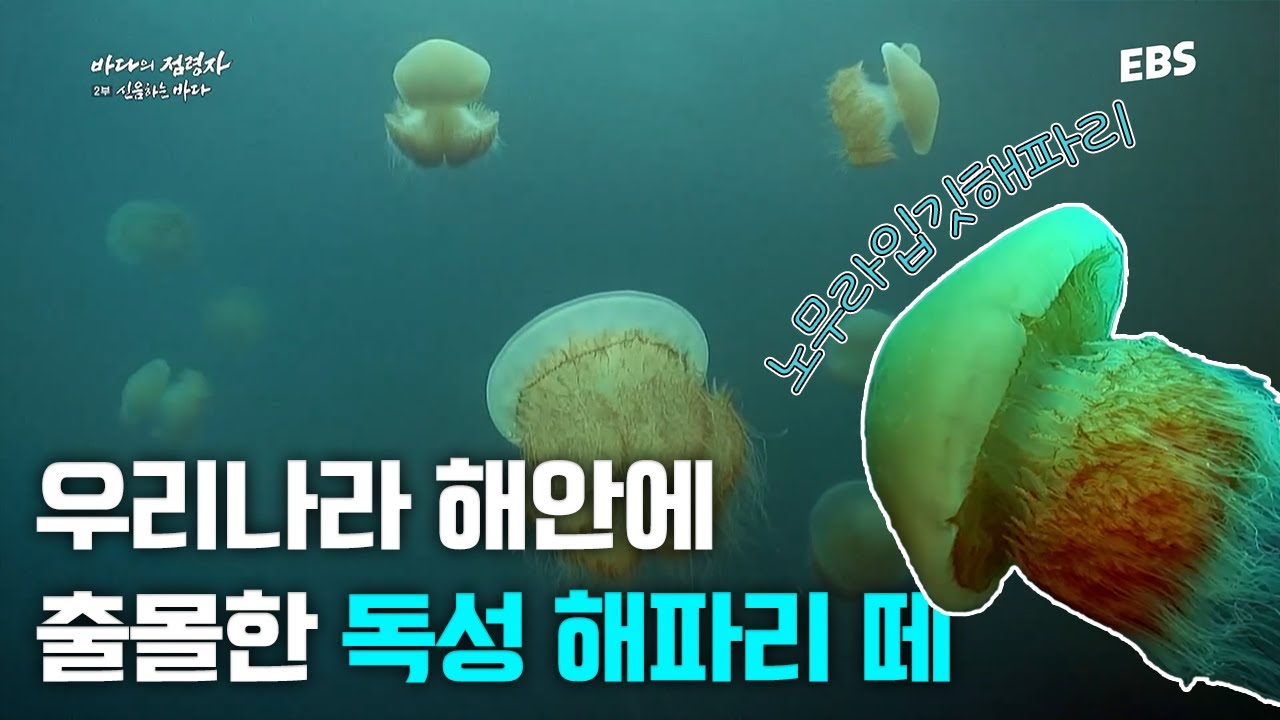 해파리와의 전쟁 우리나라 동해와 서해에 급증하고 있는 독성 해파리 떼 다큐프라임 바다의 점령자 2부 신음하는 바다