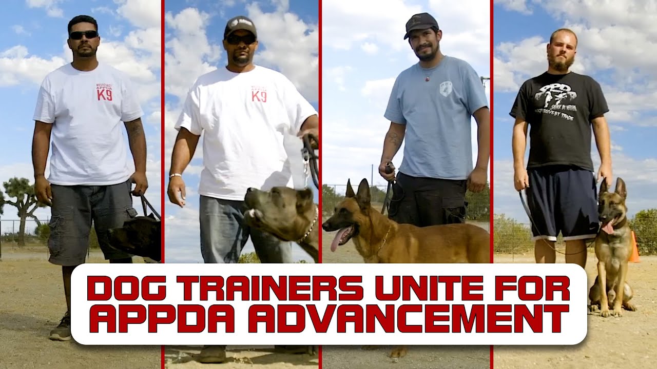 How Elite Dogs are Trained to Protect You - YouTube