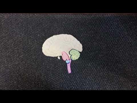 Brain Project - AP Psych - YouTube
