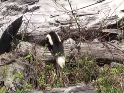 Skunks Never Get Credit For Climbing - YouTube