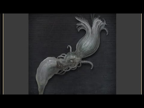 Bloodborne - Kos Parasite L2 ATTACK Showcase - Dungeons - YouTube