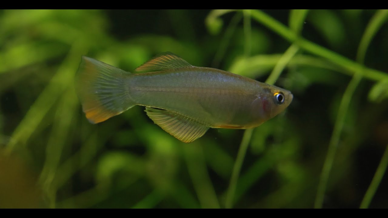 Breeding progress; Scarlet badis, Procatopus Similis + new isopods ...