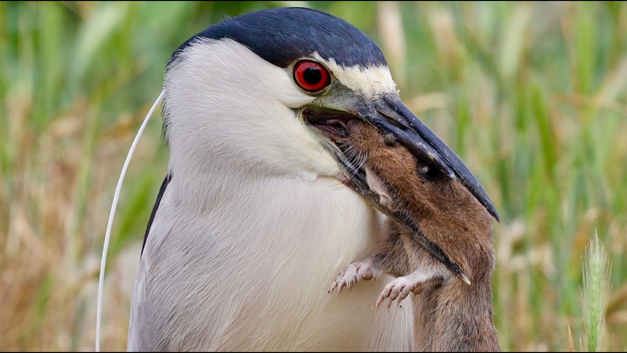 Black Crowned NIght Heron catches three gophers - YouTube