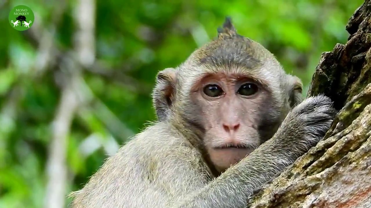 Small Monkey Calling Seller Cos Hungry ST1463 Mono Monkey - YouTube