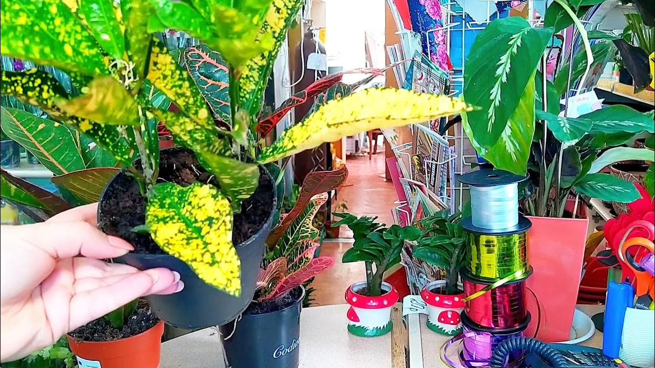 кротон экселент, пертра, вилма, голд стар, мамми, Санни стар, батик ...