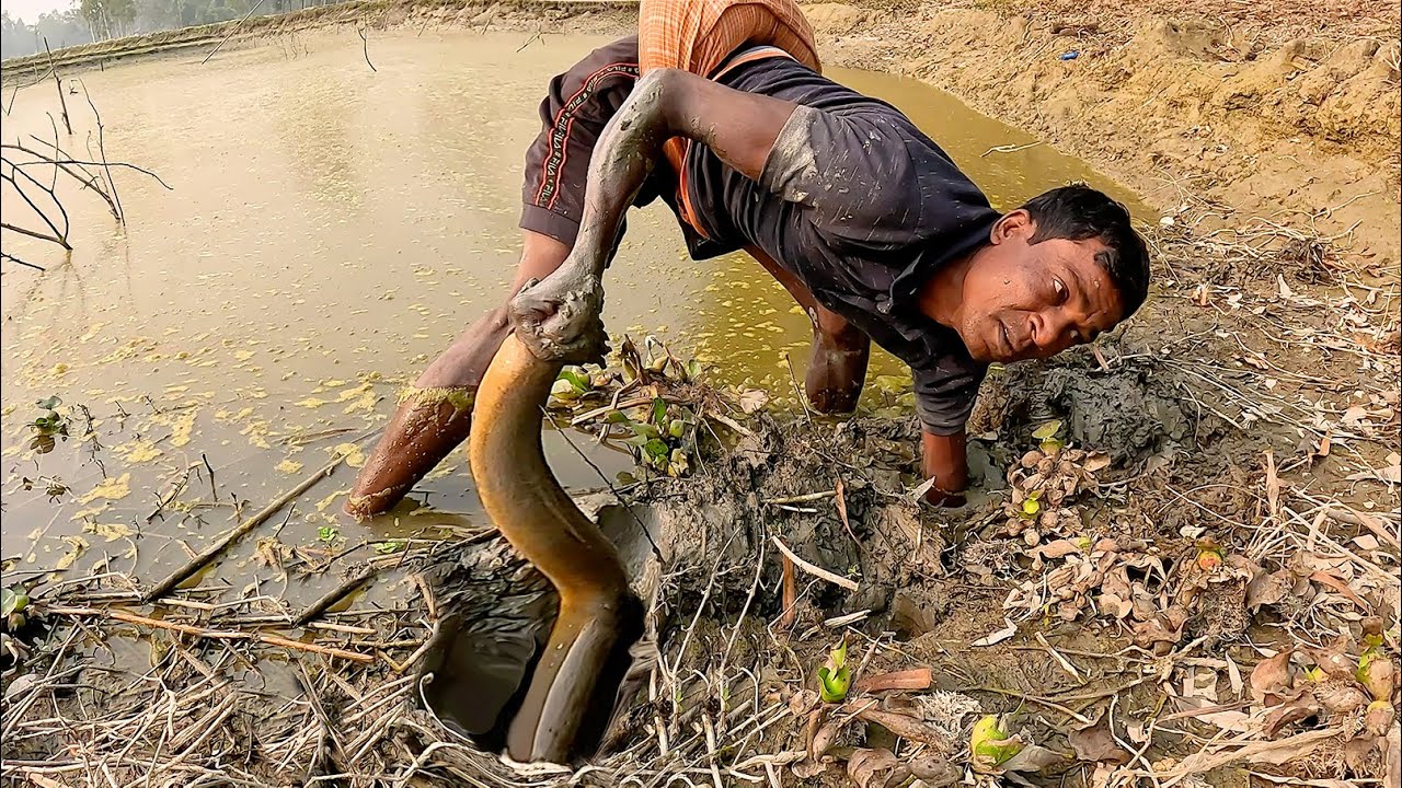 গর্তে দুইহাত ঢুকিয়ে একসাথে দুইটা কুচিয়া ধরা | Traditional Eel Fishing ...