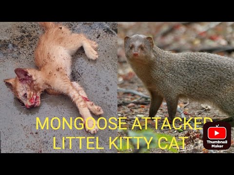 mongoose attacked kitty cat death 😭#नेवला #nevala #herpestidae #billee ...