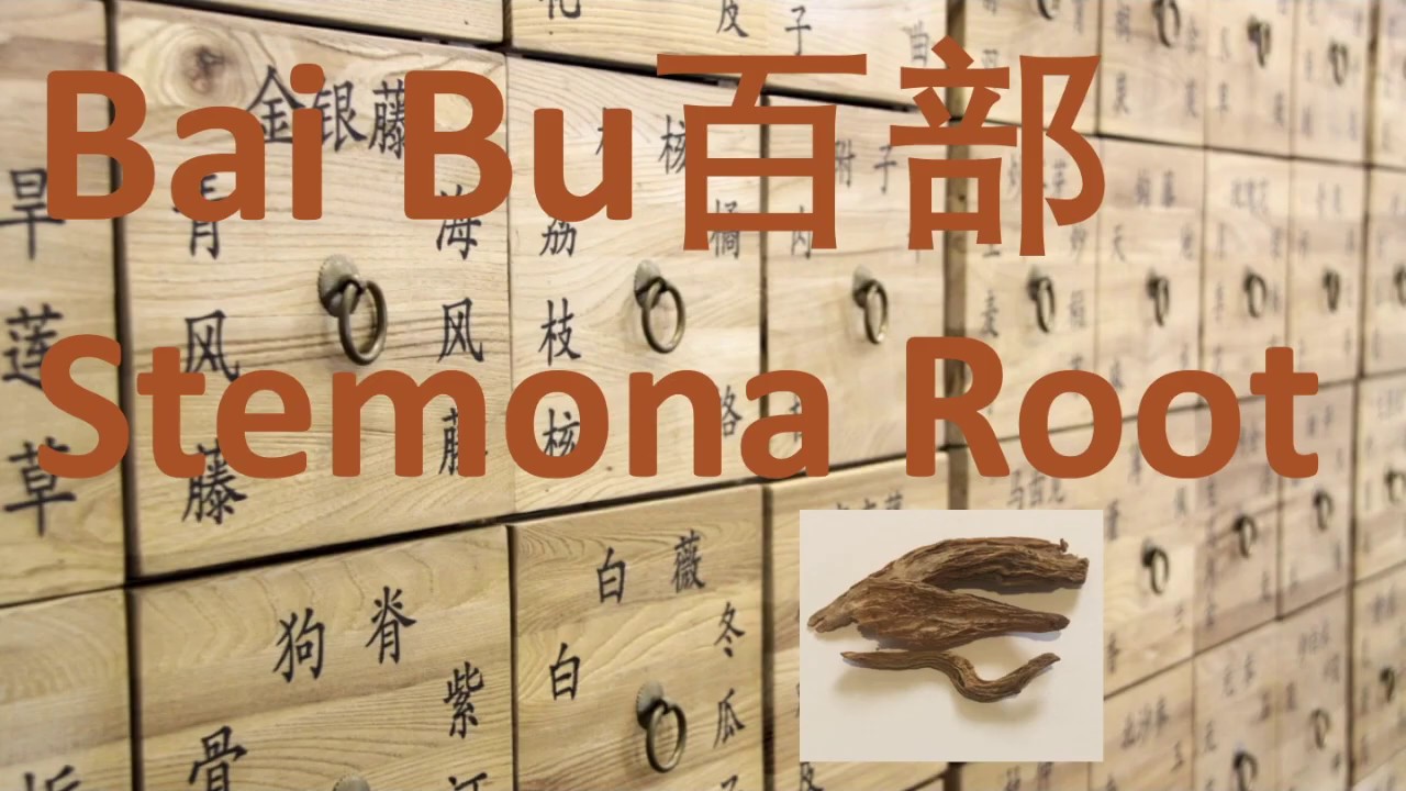 35 Chinese Herbal, Traditional Chinese Medicine, TCM - Bai Bu (Stemona ...