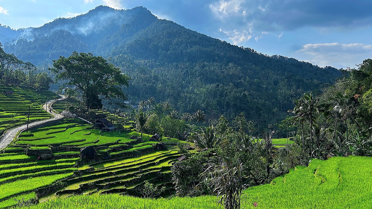 Walking in the beautiful Indonesian countryside||the beauty of a rice ...