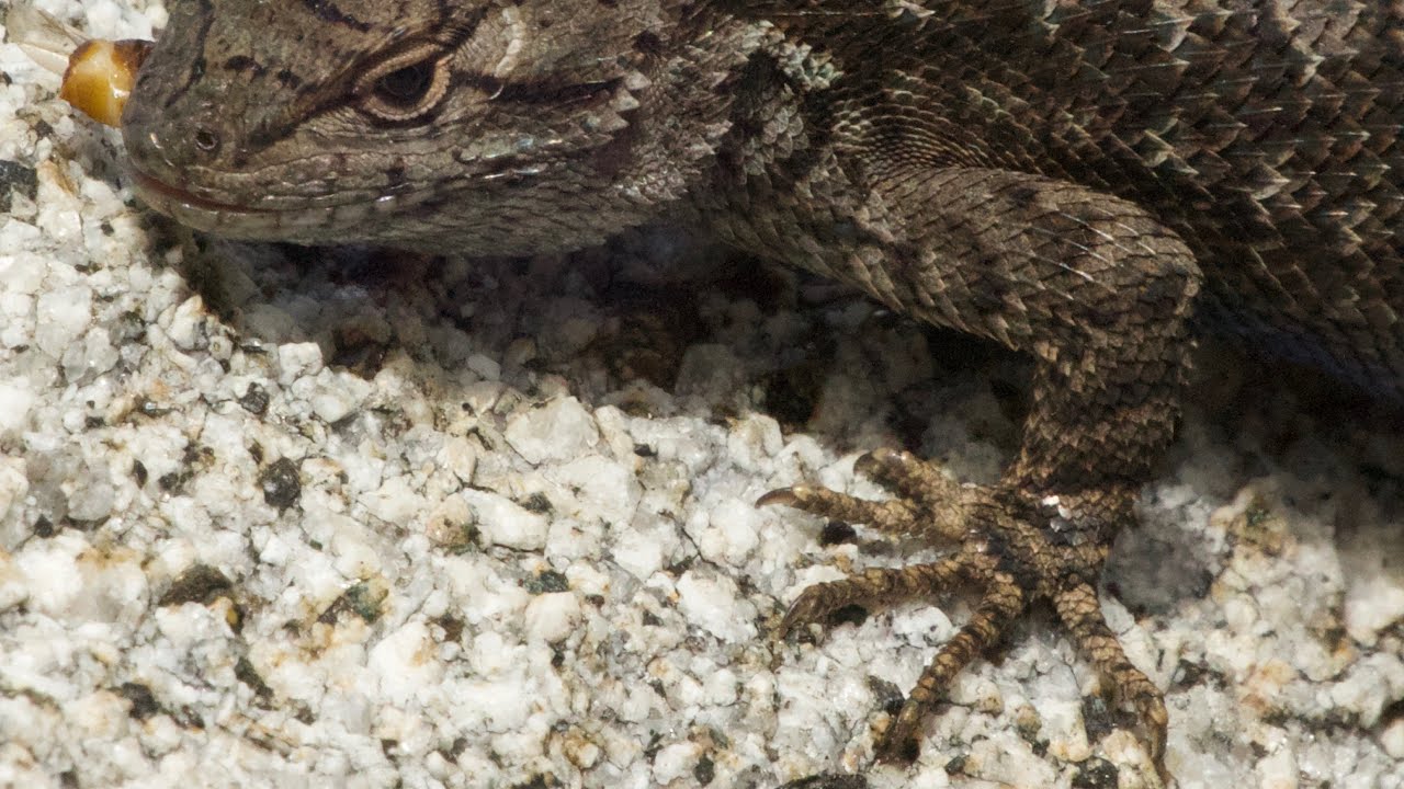 Lizard Eating Ants - Lake Tahoe, Nevada - YouTube