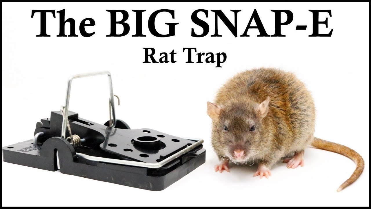 The BIG SNAP-E Rat Trap Feeds Huge Opossum With a Pouch Full Of Babies ...